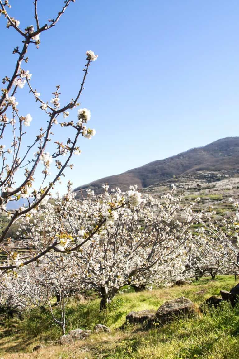 Secret Spots to See Cherry Blossoms in Europe » The Wander Bucket