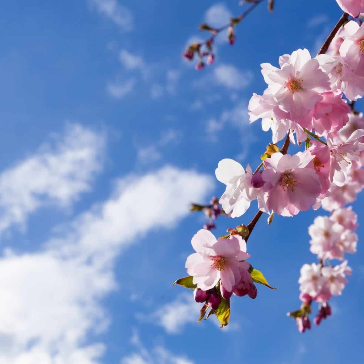 Secret Spots to See Cherry Blossoms in Europe » The Wander Bucket
