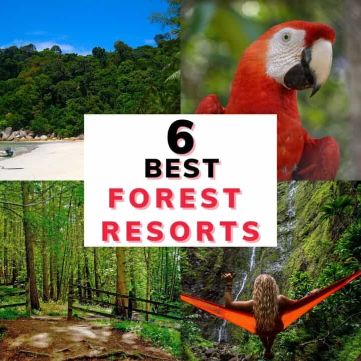 6 Best Forest Resorts Around The World » The Wander Bucket
